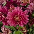 (2 pack) Expert Gardener 1Gal Purple Garden Chrysanthemum Plant ...