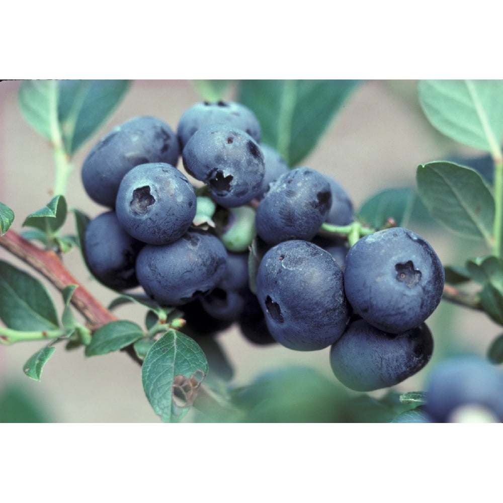 Northblue Blueberry Plant - Compact/Low Growing - 2.5" Pot - Walmart ...