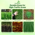 Outsidepride Combat Extreme Turf Type Fescue Grass Seed for Fine Lawn ...