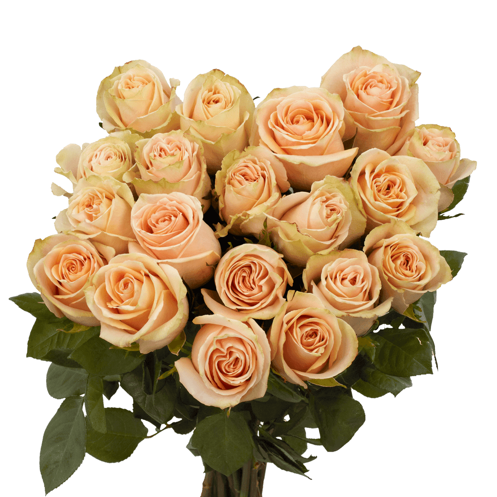 50 Stems of Peach High and Arena Roses- Beautiful Fresh Cut Flowers ...