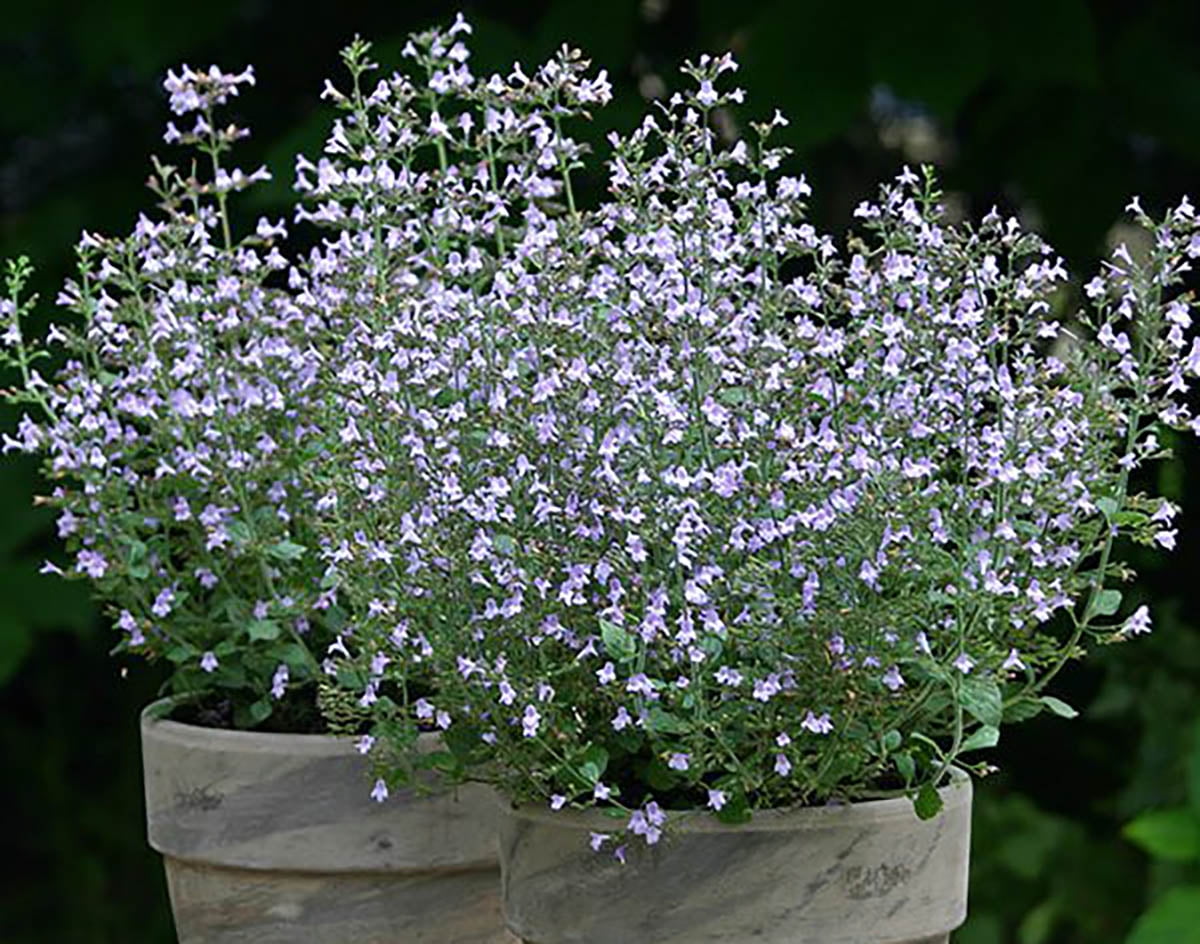 Marvelette Blue Catmint Perennial - Calamintha nepeta - Quart Pot ...