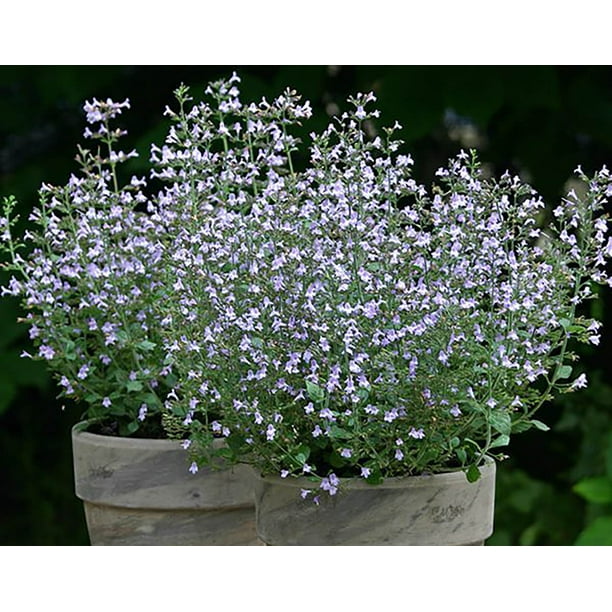 Marvelette Blue Catmint Perennial - Calamintha nepeta - Quart Pot ...