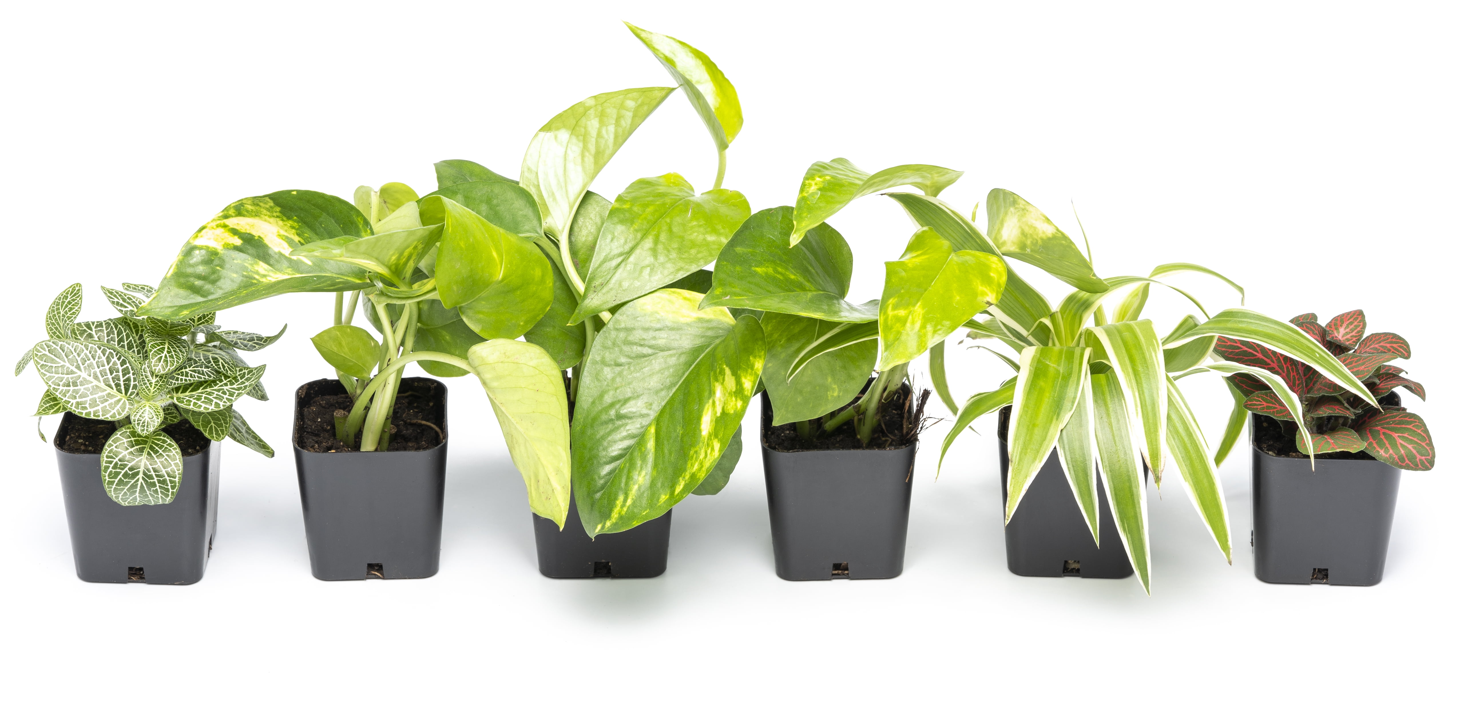 Altman Plants Live Houseplants (6PK) in 2IN pot, Live Plants and ...
