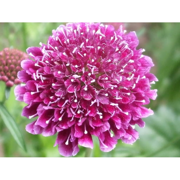 50 FINEST MIXED Colors SCABIOSA (Mourning Bride / Pin Cushion) Scabiosa ...