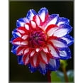 Dahlia for Planting-(Non-Artificial)-Easy to Grow & Quick High ...