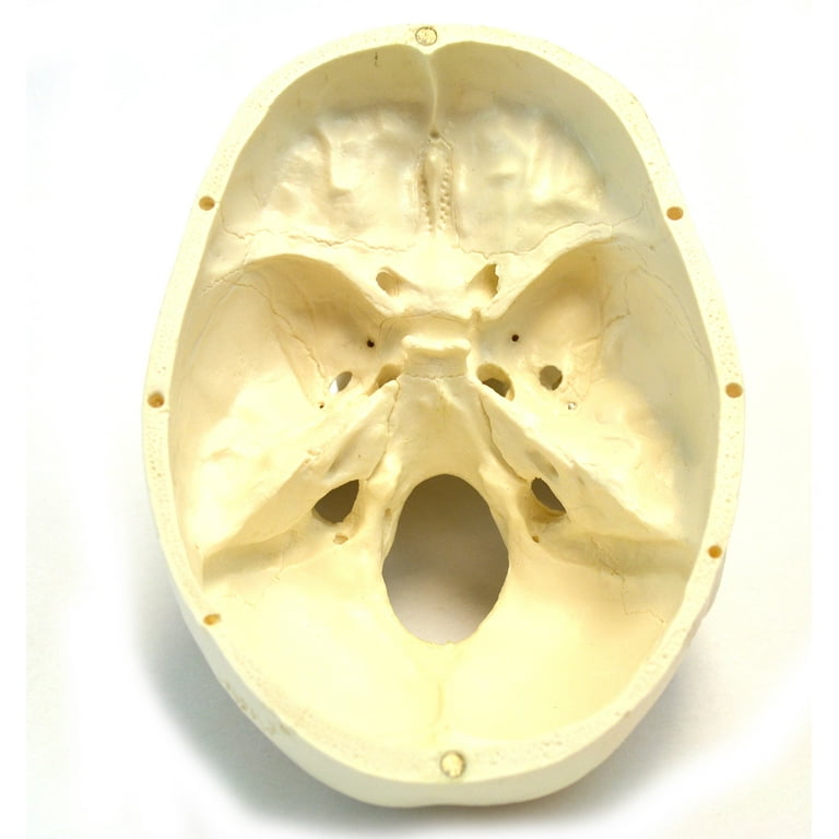 Inside Human Skull Cap