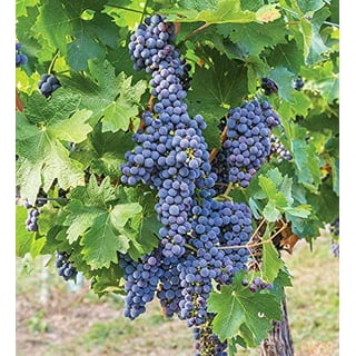 2 gal. Pinky Promise Snowberry (Symphoricarpos) Live Shrub, Gumball ...