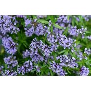 50 SPADELEAF Edible Coinwort Centella Asiatica Gotu Kola Herb Pink ...