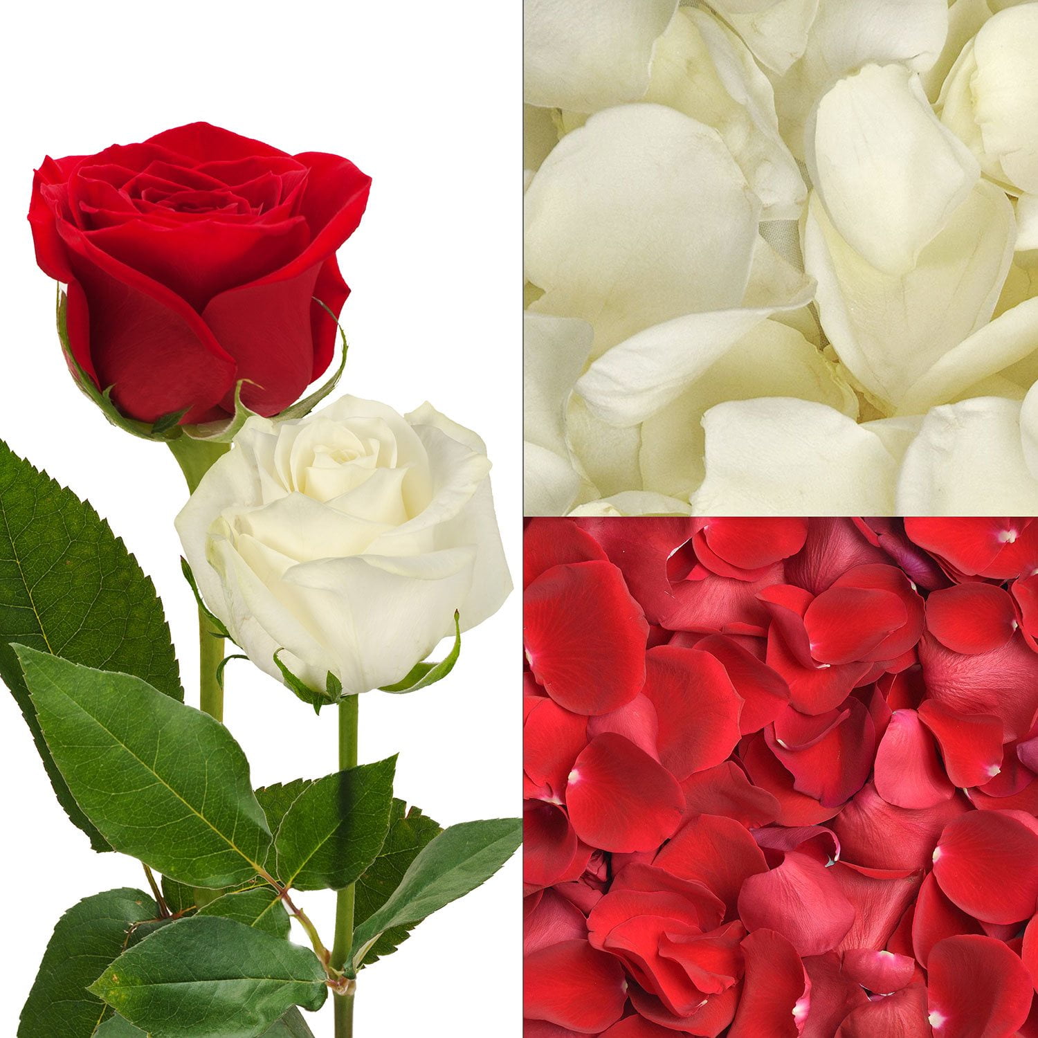 Member's Mark Roses and Petals Combo, 75 stems+ 2,000 petals, choose ...