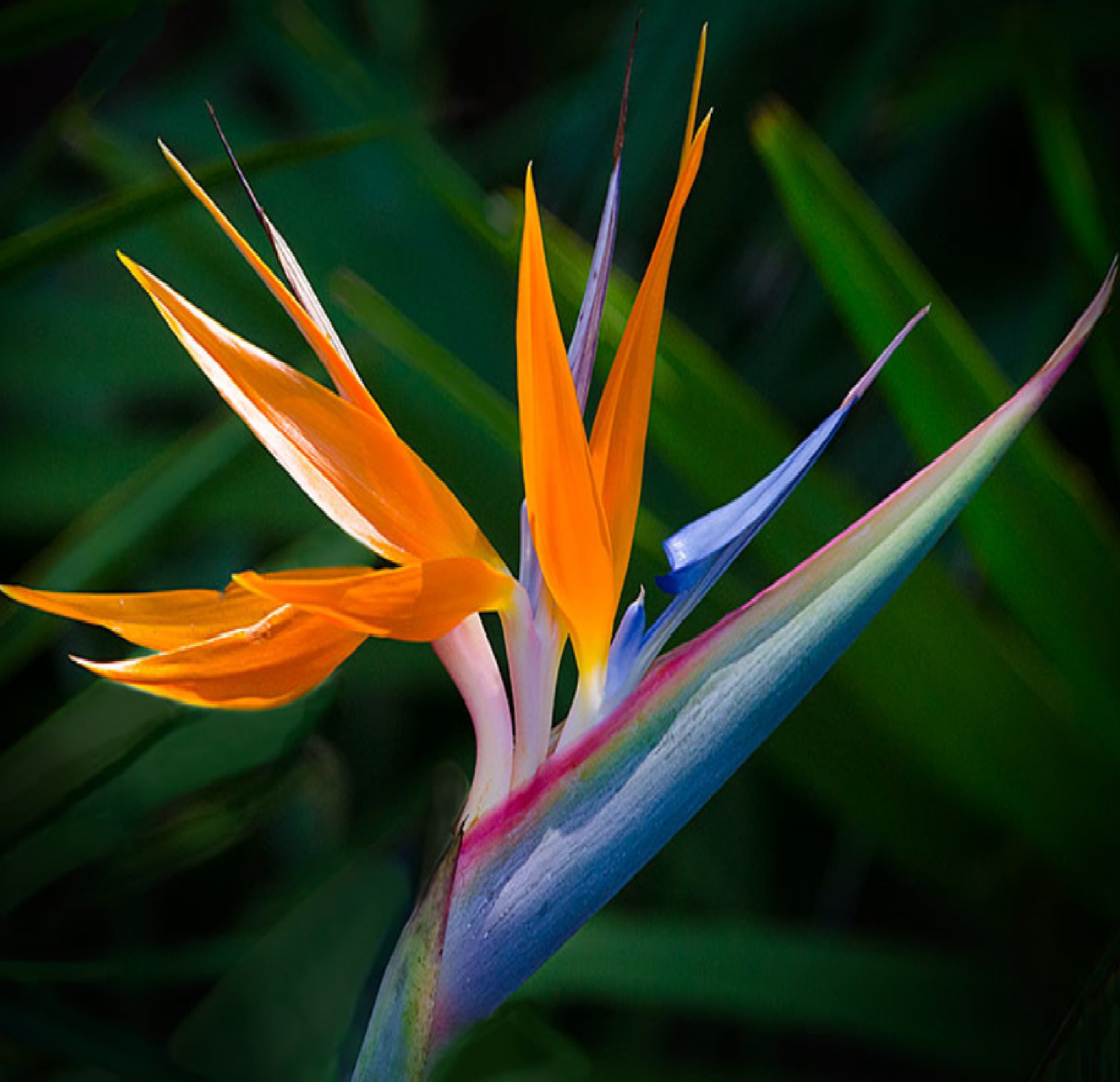 Strelitzia Reginae Bird of Paradise Plant Seeds 1 Pack - 4 Seeds per ...