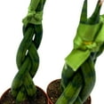 Braided Snake Plant 2 inch Set of 3 Sansevieria Dragon Fingers ...