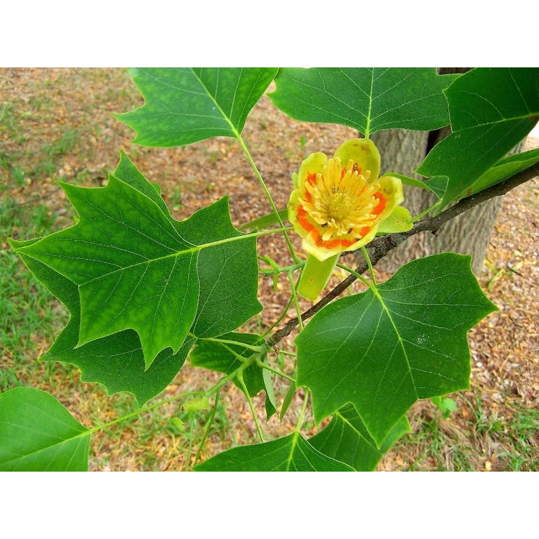 Pink Tulip Poplar Tree
