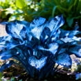 Midnight Blue Hostas for Planting-(Non-Artificial)-Easy to Grow & Quick ...