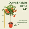 Tropical Plants of Florida 38" to 44" Double Peach Hibiscus Tree; Full ...
