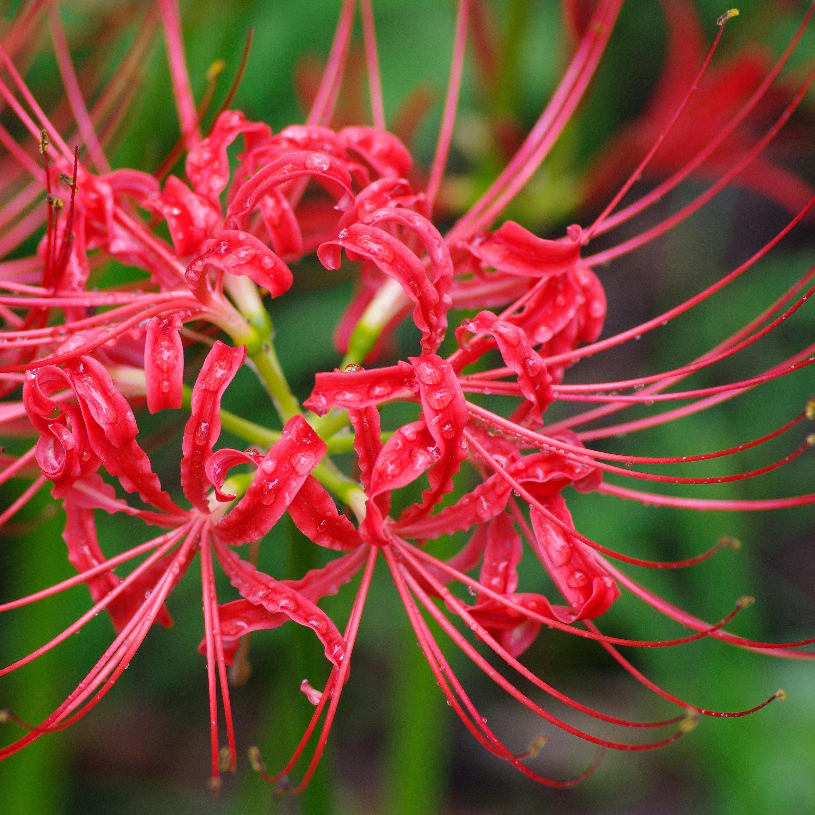 Buy Bombilla Lycoris Red Radiata Online Peru | Ubuy