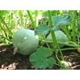 TomorrowSeeds - Blue Hubbard Squash Seeds - 40+ Count - For 2026 ...