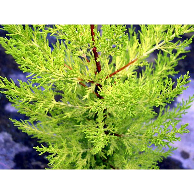 Golden Cypress Plant