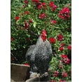 Domestic Chicken, Barred Rock Cochin Bantam Rooster, Iowa, USA, Animals ...