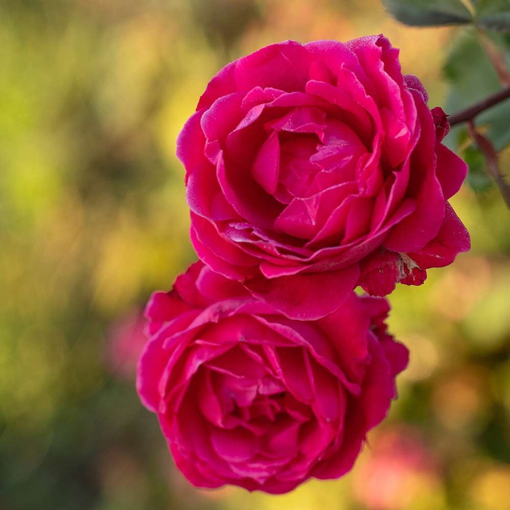 Heirloom Roses - Alexander Mackenzie Hardy Rose Bush - Walmart.com