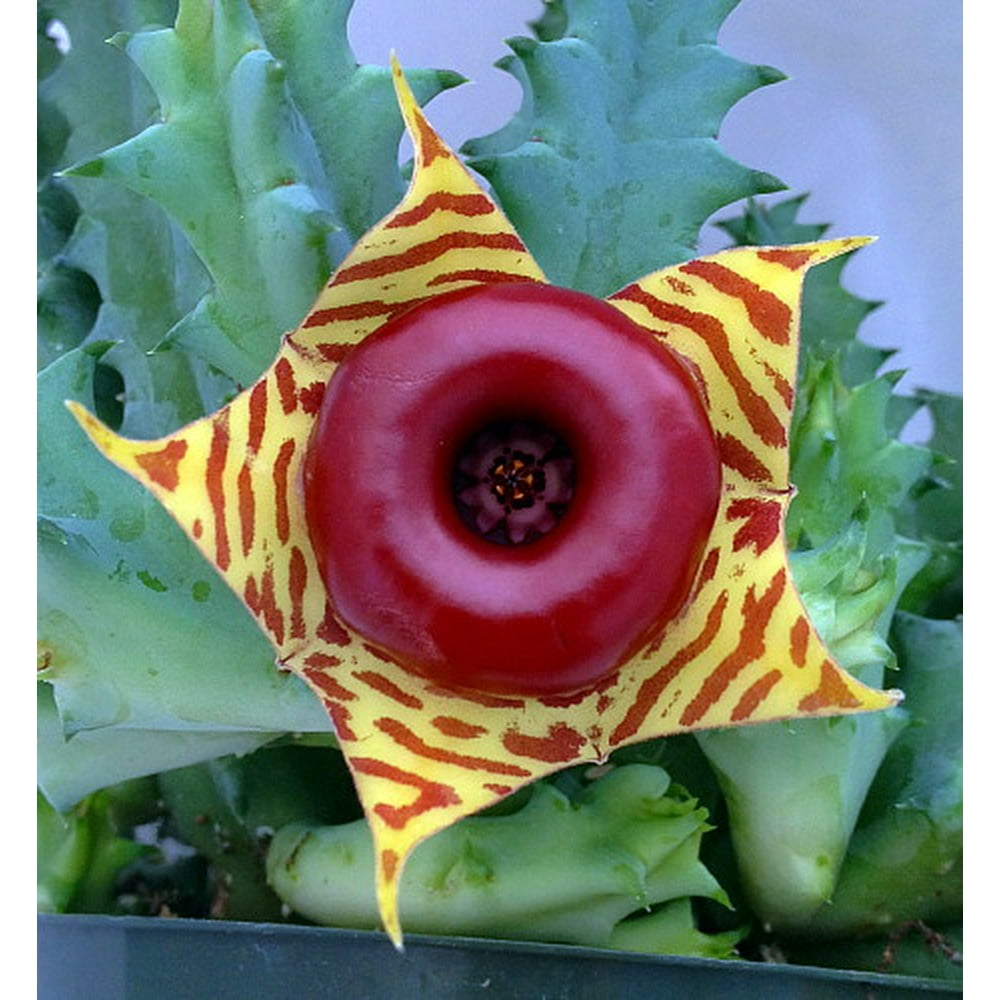 Lifesaver Succulent Plant - Huernia - Exotic Flower - 2.5" Pot ...