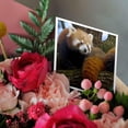 3drose, Captive Red Panda or Lesser Panda in Zoo. Germany., 1 Greeting ...