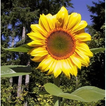 Giant Sunflower Kit - Hundreds of Jumbo Sun Flower Seeds for Planting ...