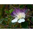 Caper Bush Plant 15 Seeds for Planting Capparis Spinosa Alcaparra C21 ...