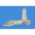 Wellden Medical Anatomical Foot Skeleton Model,disarticulated and ...