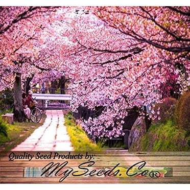Japanese Flowering Cherry Blossom Bonsai Seeds, Sakura Bonsai Seeds ...
