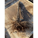 2 Honeycrisp Apple Trees Bareroot 2-3 feet tall--Aromatic, Juicy Fruit ...