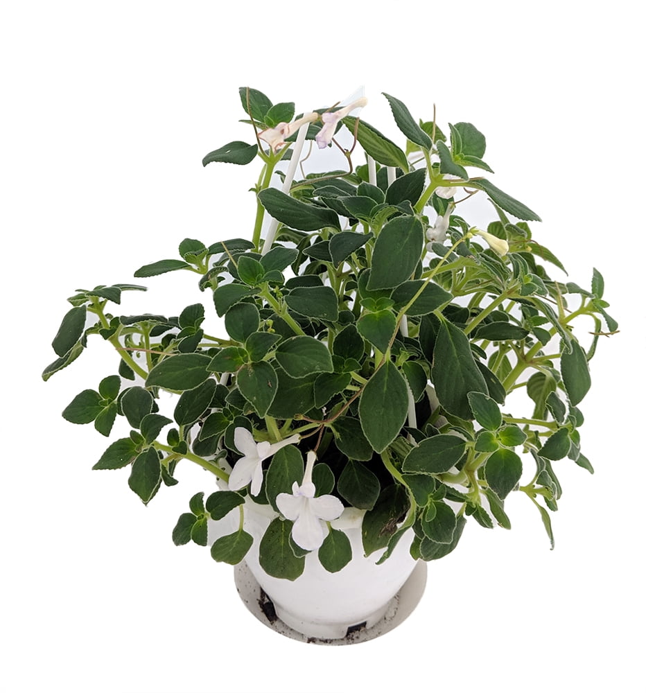 Dancing Doves Cape Primrose Plant - Streptocarpella- Indoors/Out ...