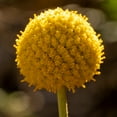 Plant Good Seed Craspedia Flower Seed Yellow Perennial Drumstick Flower ...