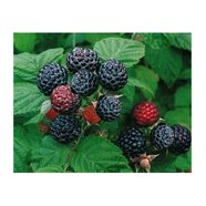 6 barerot plant Joan J Thornless Everbearing Red Raspberry -Huge 2 Yr ...