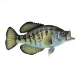 Lifelike 15" Freshwater Crappie Fish Resin Plaque Sunfish Wall Mount ...