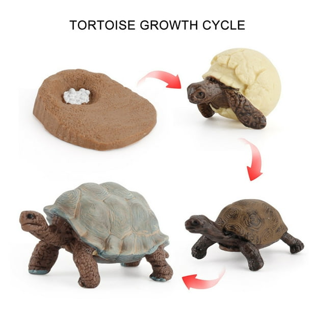 Kiplyki 4 Piece Insect Figure Animal Life Cycle Plastic Brood To Mature ...