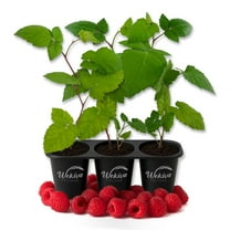 Mysore Raspberry Bush - 3 Live Starter Plants - Rubus - Edible Berry ...