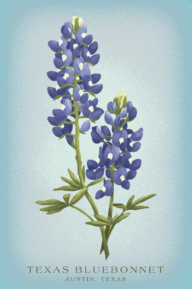 Austin, Texas, Vintage Flora, State Series, Bluebonnet (24x36 Giclee Gallery Art Print, Vivid ...