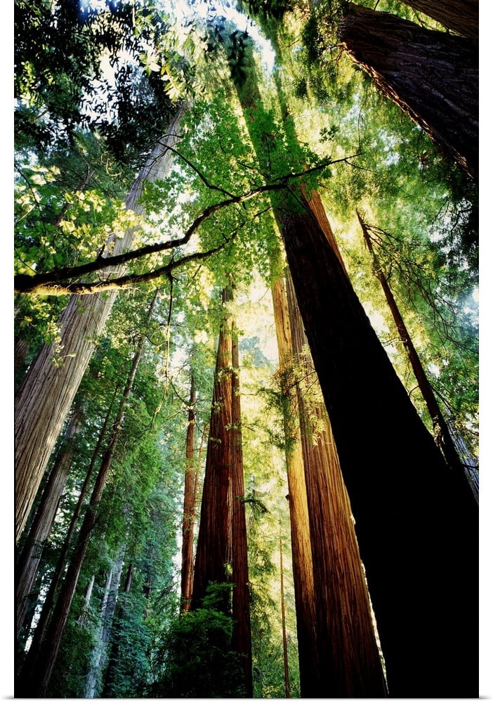 Great BIG Canvas | "Redwoods at Sunrise, Jedediah Smith Redwoods State ...