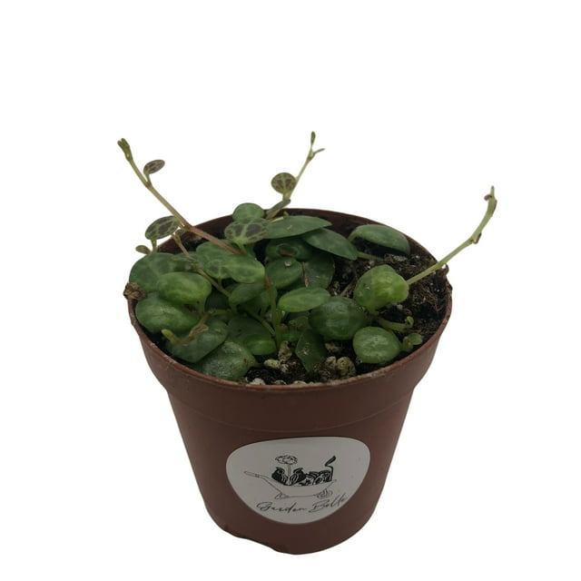 String Of Turtles Peperomia Prostata Succulent Plant In 2” Pot ...