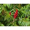 75 SMOOTH SUMAC TREE Red Berries Rhus Glabra Borealis Seeds - Walmart.com