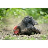 World's Best Chicken Bath - Wood Ash, Sand, Dust - for All Chickens (20 ...