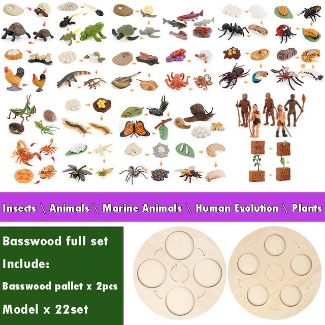 Evolution Of Animals For Kids