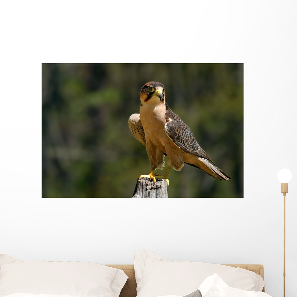 Peregrine Falcon Wall Mural by Wallmonkeys Peel and Stick Graphic (36 ...