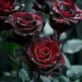 200 Count Black and Red Rose Flower Seeds for Outdoor Planting – GMO ...
