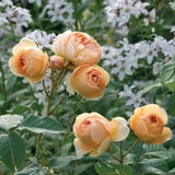 30 Rare Perennial Rosa Seeds - Fresh Judge The Obscure Rose Bush Flower ...