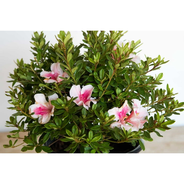 Encore Azalea Autumn Chiffon (1 Gallon) Flowering Shrub Encore Azalea Autumn Chiffon (1 Gallon) Flowering Shrub