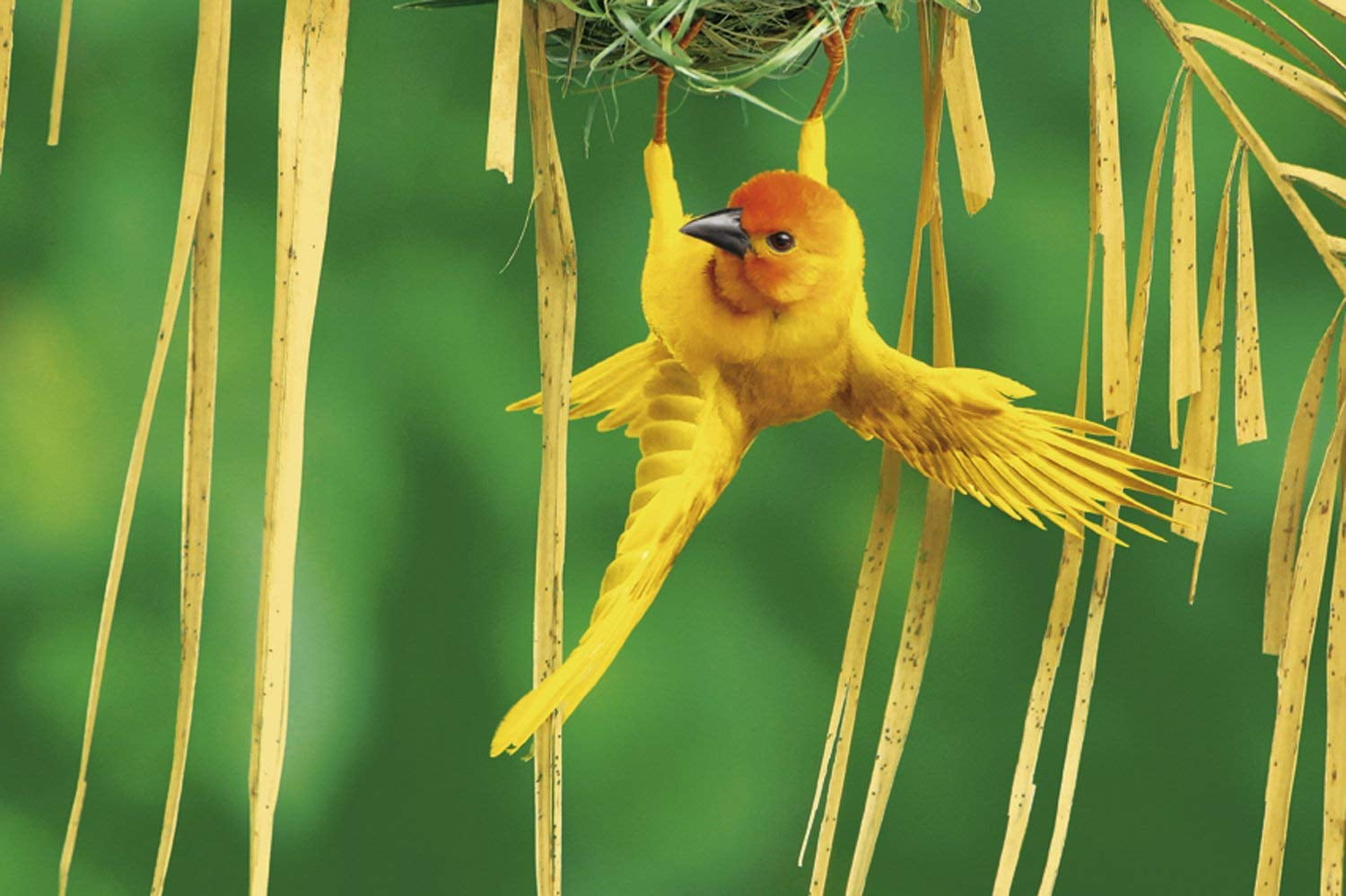Poster - Studio B - 36x24 Yellow Bird Wall Art CJ1581B - Walmart.com