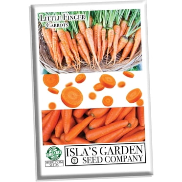 Yaya Carrot Seeds TWE5 (Daucus carota) - 1,000 / Packet, Non-GMO ...