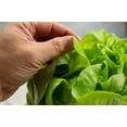 2000 Seeds BIBB LETTUCE (Limestone Lettuce) Lactuca Sativa Vegetable ...