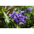 25 BLUE JACARANDA TREE ( Fern Tree / Brazilian Rose Wood / Green Ebony ...
